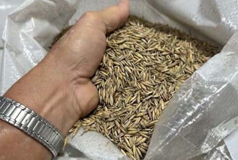 Shop Fresh Grains & Vegetables | Miller Family Farms Cattle